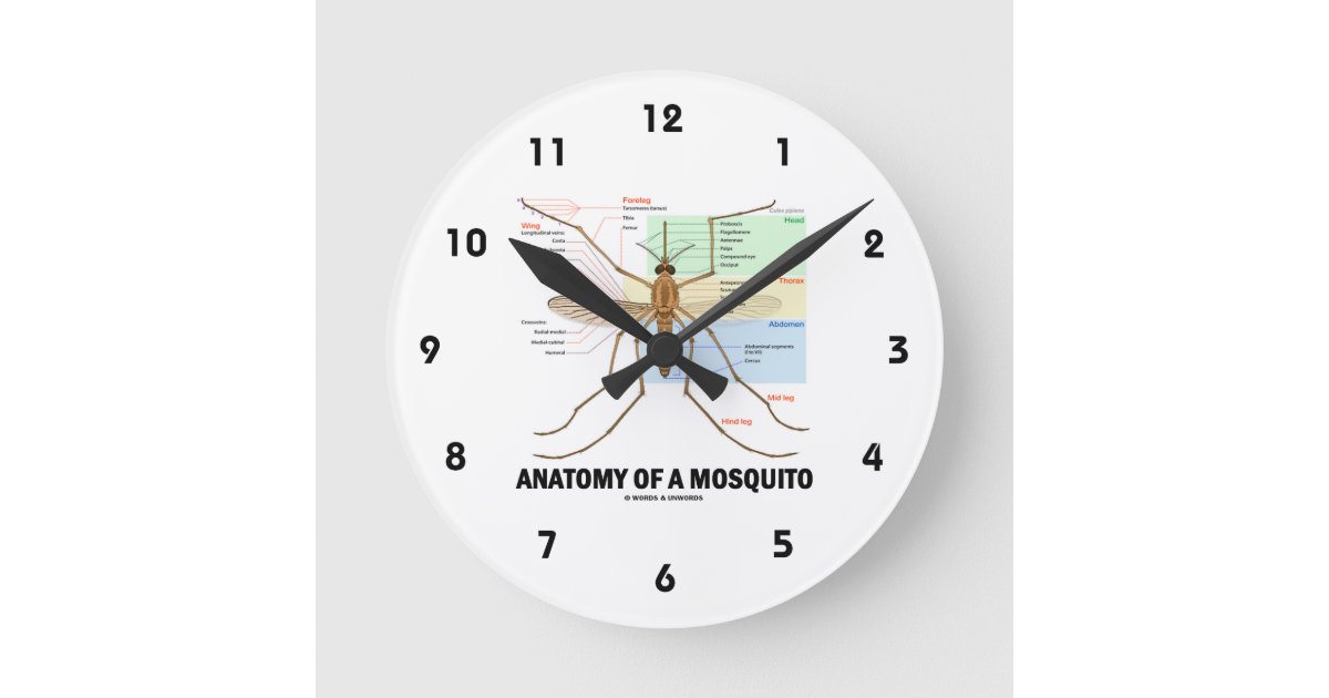 Anatomy Of A Mosquito (Entomology) Round Clock | Zazzle