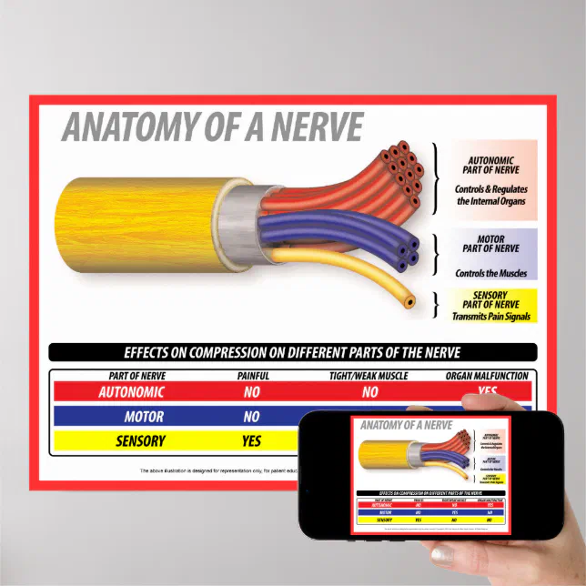 Anatomy of A Nerve 2015 Poster | Zazzle