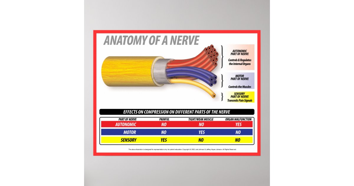 Anatomy of A Nerve 2015 Poster | Zazzle
