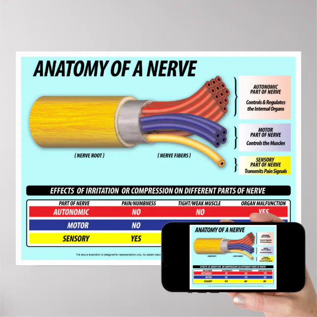 Anatomy of a Nerve 2016 Edition Poster | Zazzle