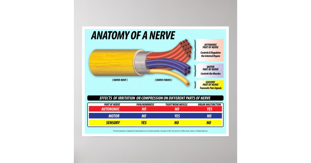 Anatomy of a Nerve 2016 Edition Poster | Zazzle
