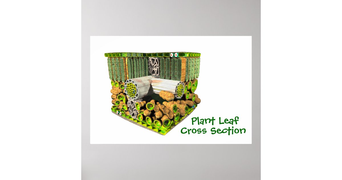 Anatomy of a Plant Leaf poster | Zazzle