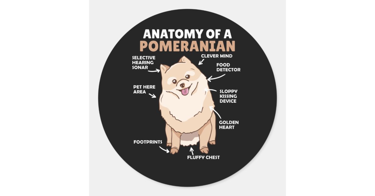 Anatomy Of A Pomeranian Cute Dog Puppy Classic Round Sticker | Zazzle