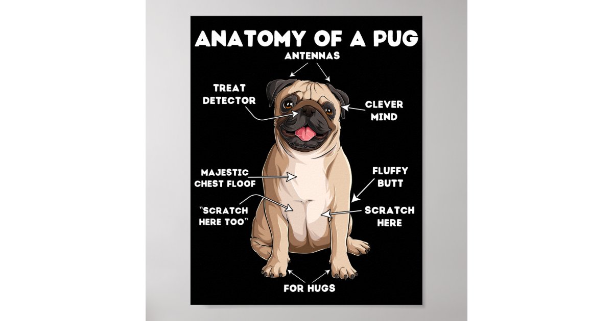 Anatomy of a Pug Poster | Zazzle