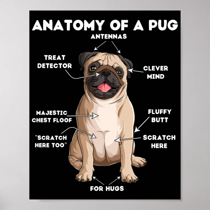 Anatomy of a Pug Poster | Zazzle