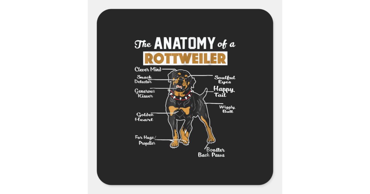 Anatomy of a Rottweiler Square Sticker | Zazzle