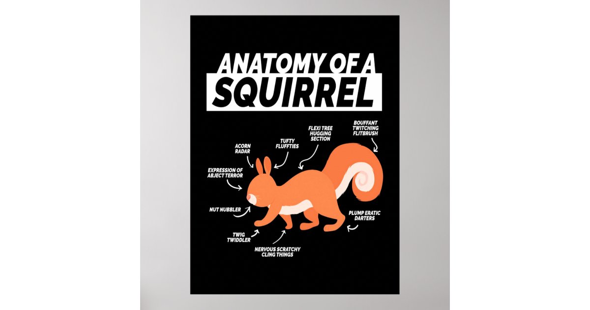 Anatomy Of A Squirrel Poster | Zazzle