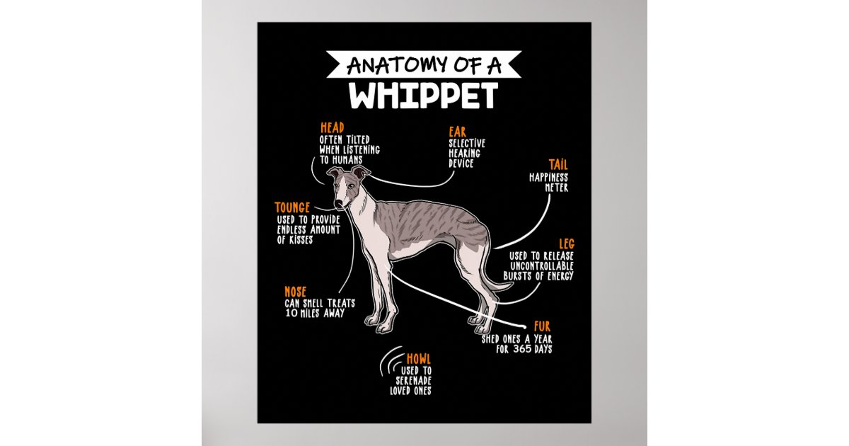 anatomy of a whippet dog poster | Zazzle