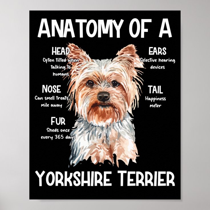 Anatomy Of A Yorkshire Terrier For Dog Lovers Poster | Zazzle
