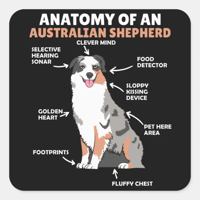 Anatomy Of An Australian Shepherd Sweet Dogs Square Sticker | Zazzle
