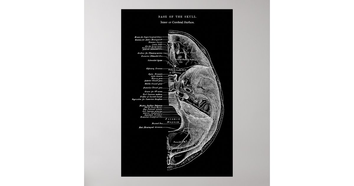 Anatomy of Cranial Bones Poster | Zazzle