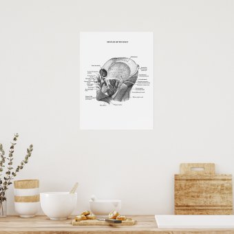 Anatomy of Facial Muscles Poster | Zazzle