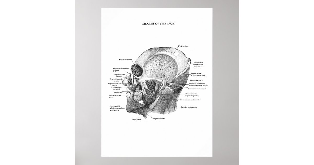 Anatomy of Facial Muscles Poster | Zazzle