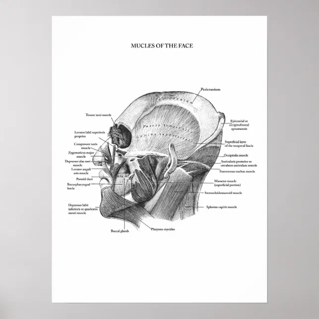 Anatomy of Facial Muscles Poster | Zazzle