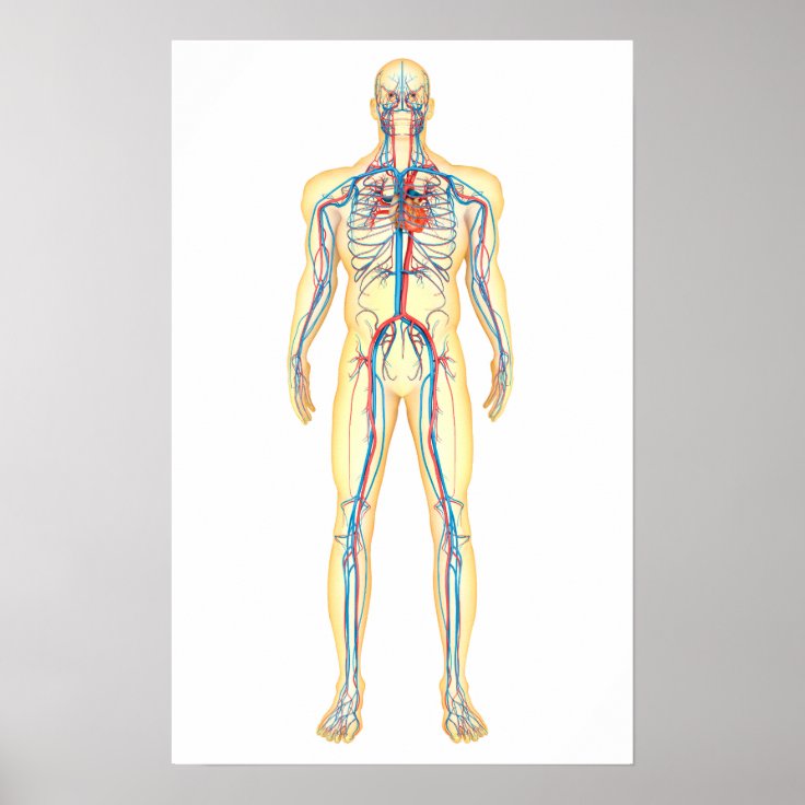 Anatomy Of Human Body And Circulatory System Poster | Zazzle