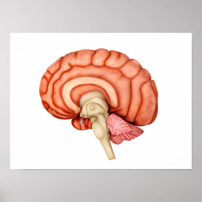 Anatomy Of Human Brain, Side View 1 Poster | Zazzle