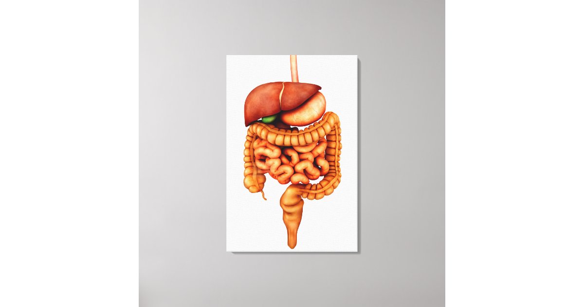 Anatomy Of Human Digestive System, Front View Canvas Print | Zazzle