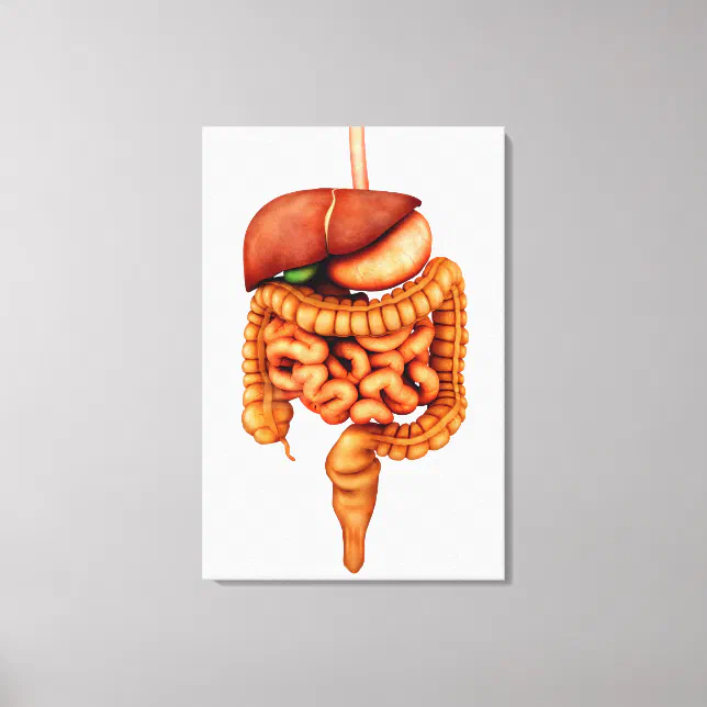 Anatomy Of Human Digestive System, Front View Canvas Print | Zazzle