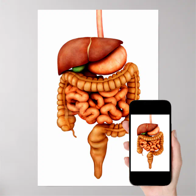 Anatomy Of Human Digestive System, Front View Poster | Zazzle