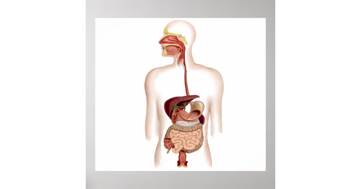 Anatomy Of Human Digestive System Poster | Zazzle