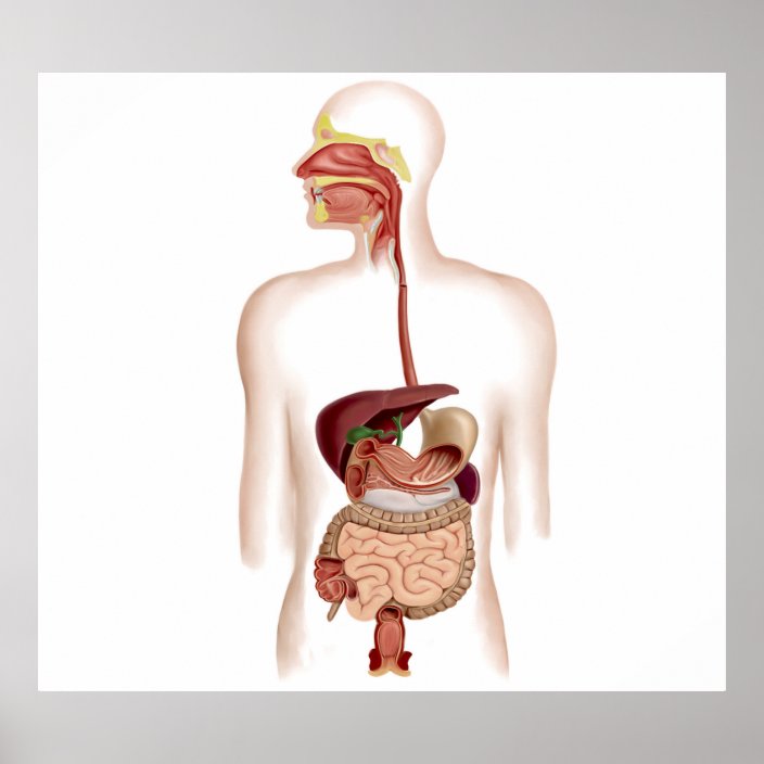 Anatomy Of Human Digestive System Poster | Zazzle.com