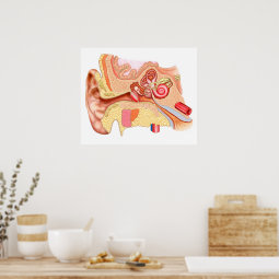 Anatomy Of Human Ear Poster | Zazzle
