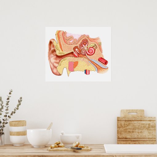 Anatomy Of Human Ear Poster | Zazzle