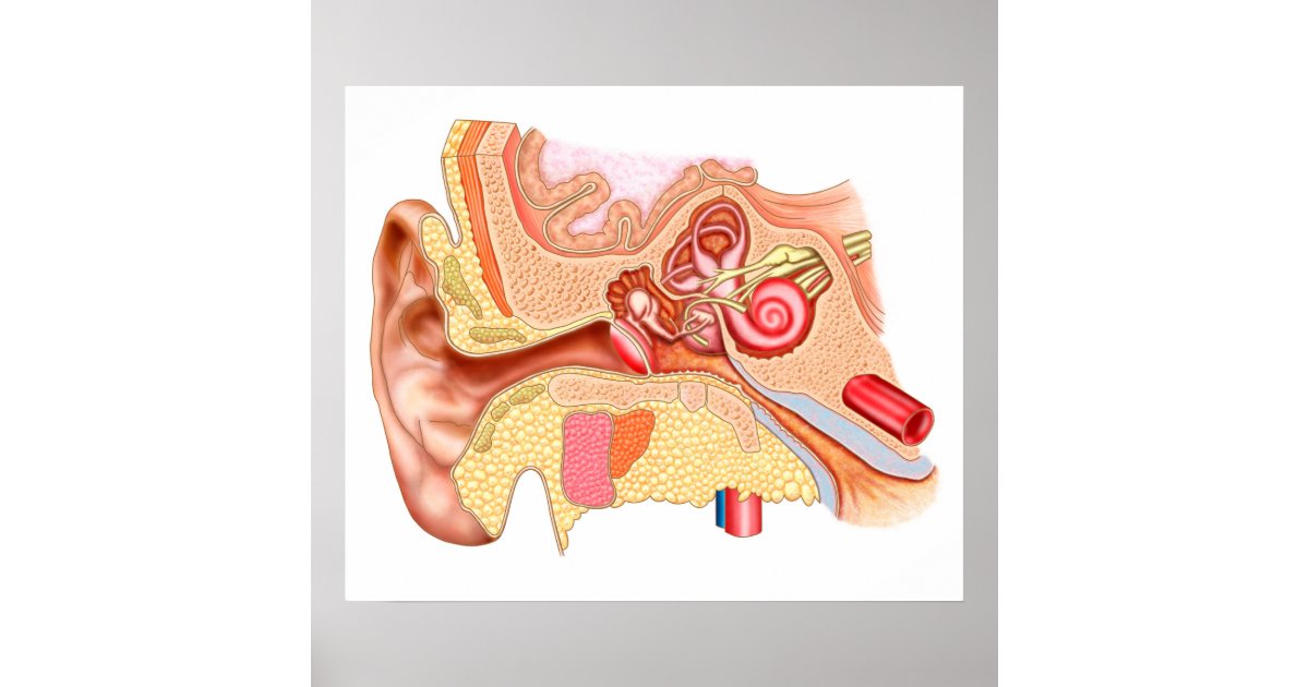 Anatomy Of Human Ear Poster | Zazzle
