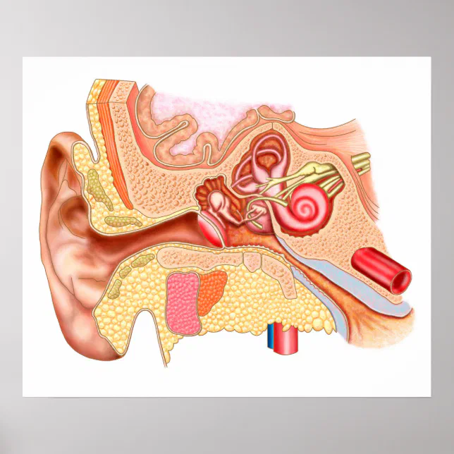 Anatomy Of Human Ear Poster | Zazzle