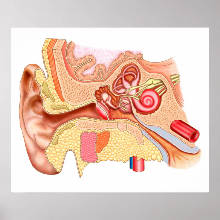 Anatomy Of Human Ear Poster | Zazzle