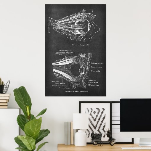 Anatomy of Human Eye Muscles of Right Orbit Poster | Zazzle