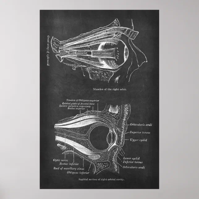 Anatomy of Human Eye Muscles of Right Orbit Poster | Zazzle