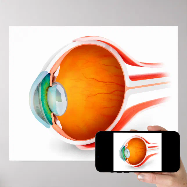 Anatomy Of Human Eye, Perspective Poster | Zazzle