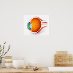 Anatomy Of Human Eye, Perspective Poster | Zazzle