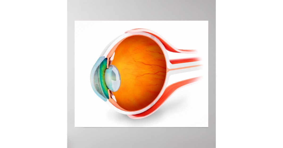 Anatomy Of Human Eye, Perspective Poster | Zazzle