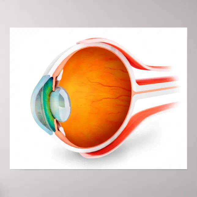 Anatomy Of Human Eye, Perspective Poster | Zazzle
