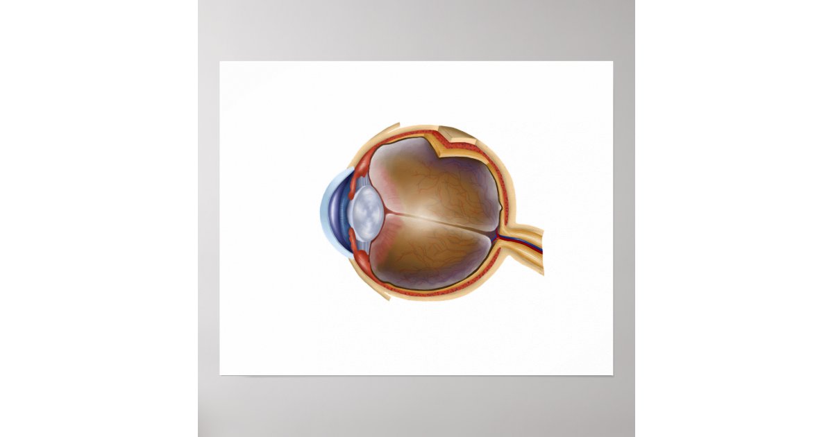 Anatomy Of Human Eye Poster | Zazzle