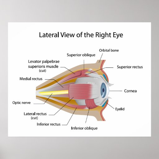 Anatomy of human eyes orbit Poster | Zazzle