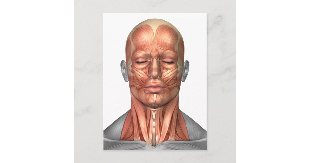 Anatomy Of Human Face And Neck Muscles, Front Postcard | Zazzle