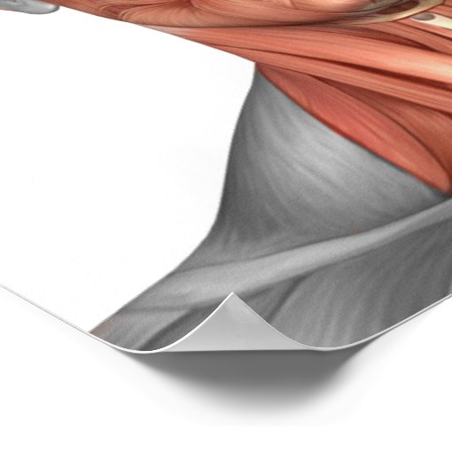 Anatomy Of Human Face And Neck Muscles, Front Poster | Zazzle