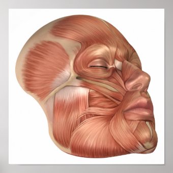 Anatomy Of Human Face Muscles Poster | Zazzle