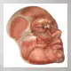 Anatomy Of Human Face Muscles Poster | Zazzle