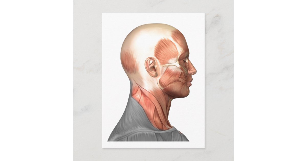 Anatomy Of Human Face Muscles, Side View Postcard | Zazzle