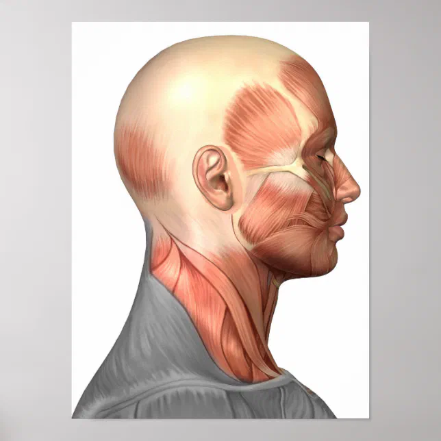 Anatomy Of Human Face Muscles, Side View Poster | Zazzle