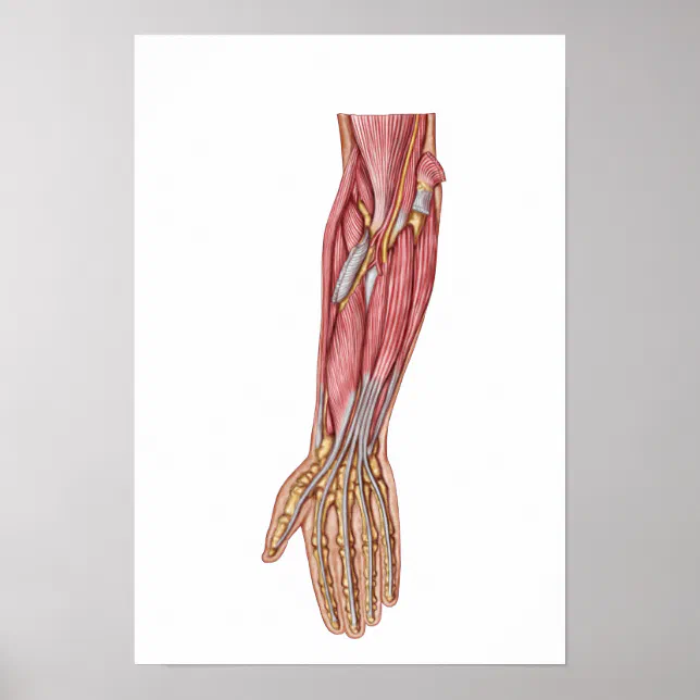 Anatomy Of Human Forearm Muscles 1 Poster | Zazzle