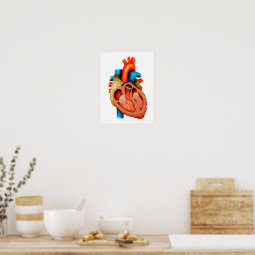 Anatomy Of Human Heart, Cross Section Poster | Zazzle