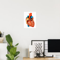 Anatomy Of Human Heart, Cross Section Poster | Zazzle
