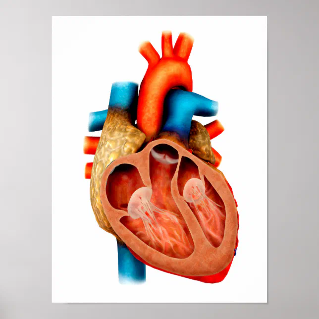 Anatomy Of Human Heart, Cross Section Poster | Zazzle