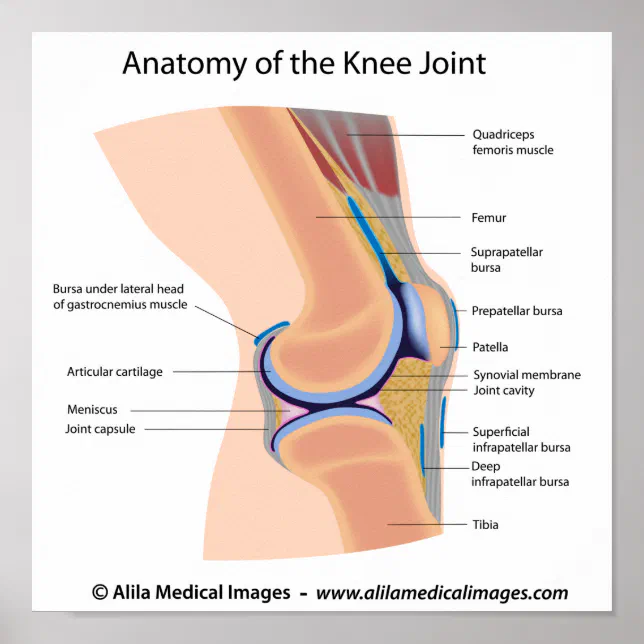 Anatomy of human knee joint poster | Zazzle Anatomy of human knee joint poster | Zazzle