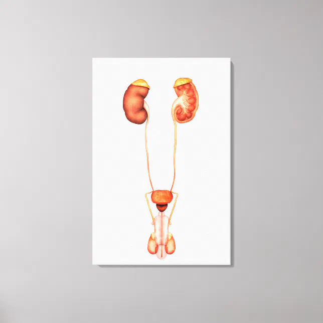 Anatomy Of Human Male Urinary System, Front View Canvas Print | Zazzle
